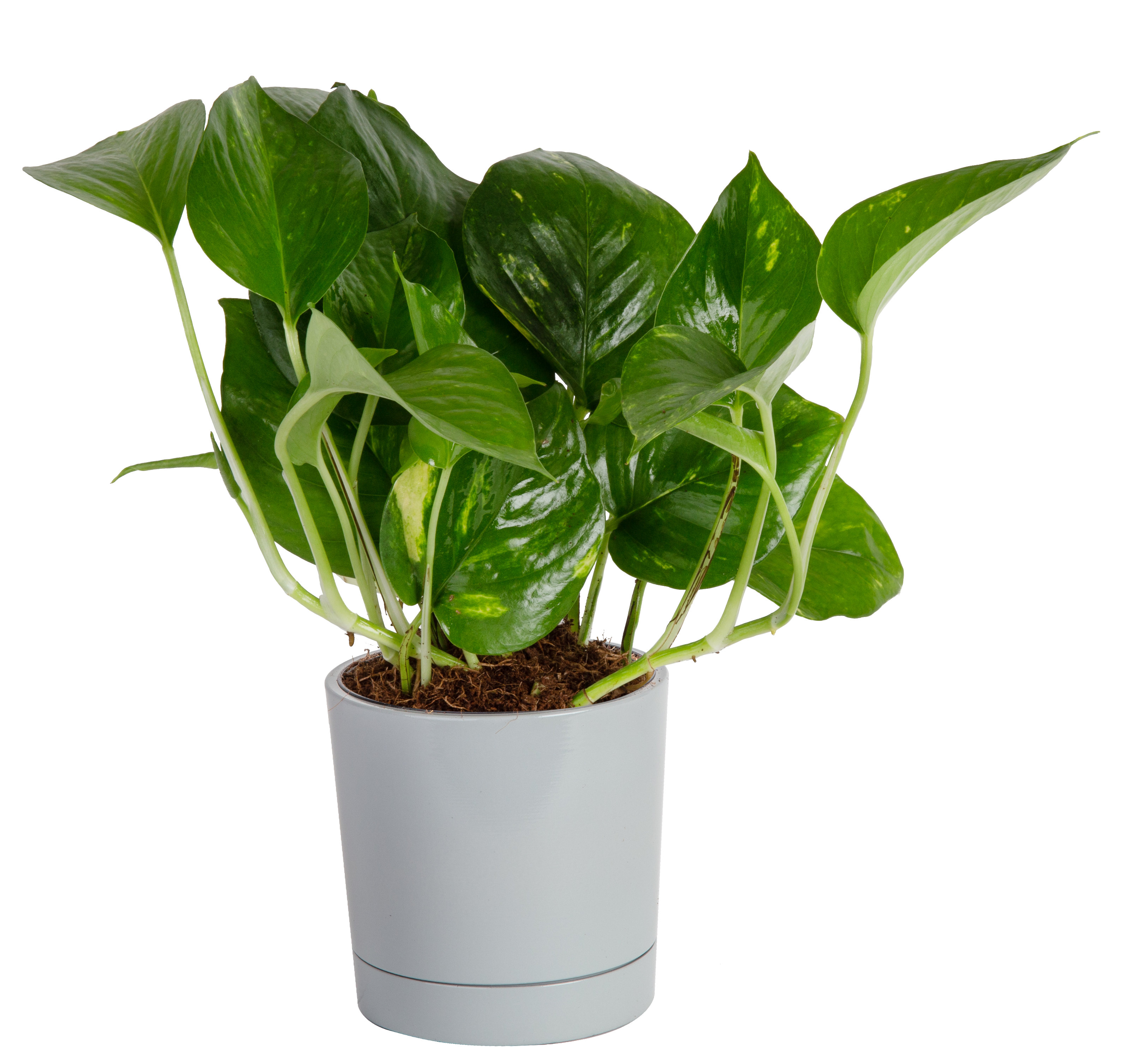 Costa Farms Indoor Devil's Ivy Golden Pothos House Plant in 4-inch ...