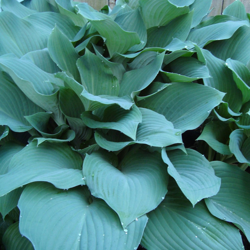 Touch of ECO Blue Bressingham Hosta - 3 Bare Roots - Hardy and Shade ...