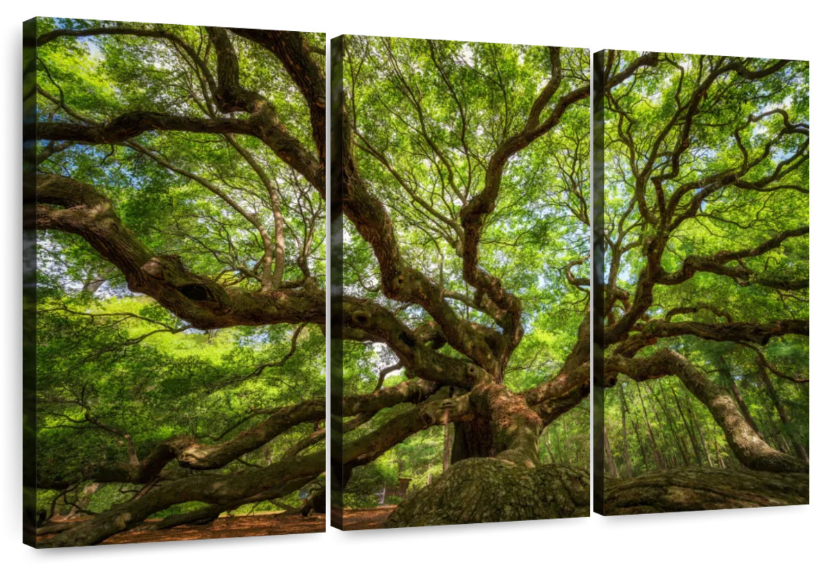 Elephant Stock Oak Tree In South Carolina | Wayfair