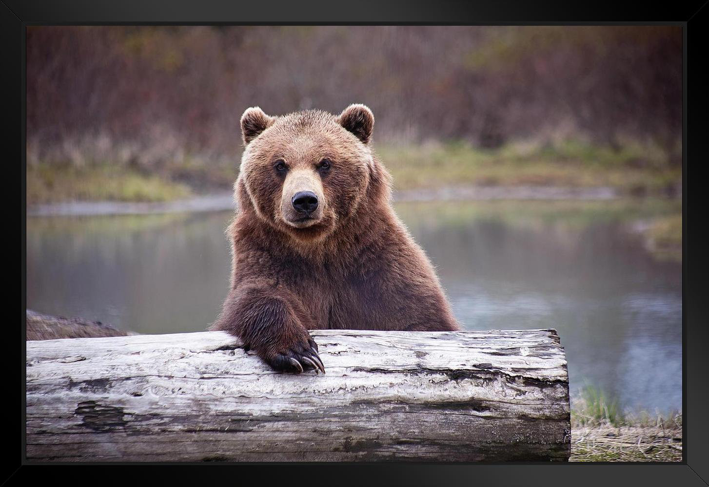 Millwood Pines Bear Decor Bears Poster Photo Photograph Big Bear Poster ...