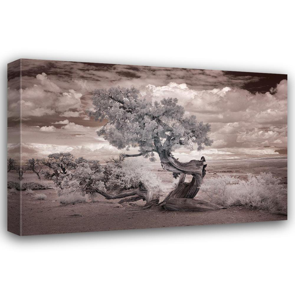 Lark Manor™ Highsmith, Carol Gallery Canvas Art: Twisted tree in the ...