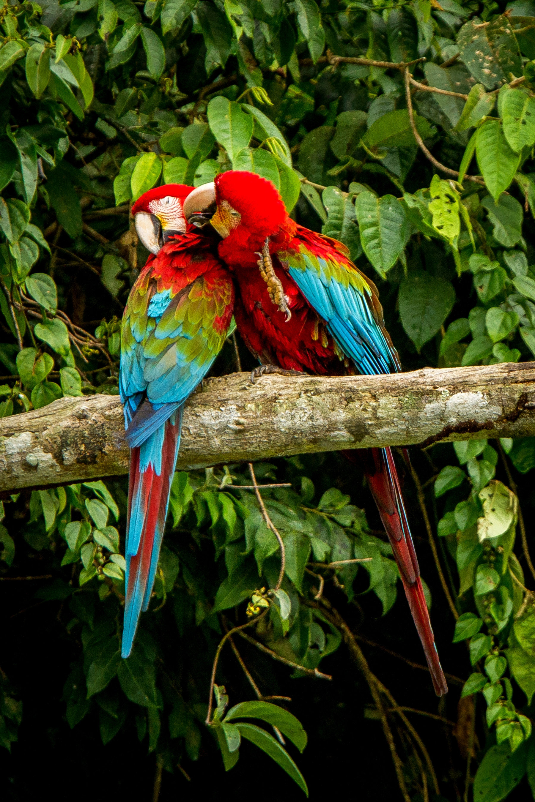 Bay Isle Home Red Parrots by Jiri Hrebicek - Wrapped Canvas Photograph ...
