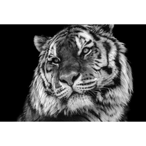 17 Stories Tiger Face - Print | Wayfair.co.uk