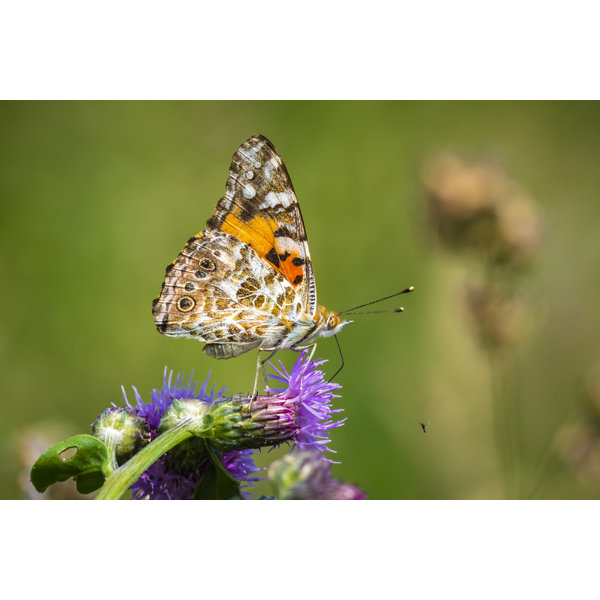 17 Stories Painted Lady Butterfly by Sander Meertins - Wrapped Canvas ...
