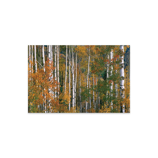 Millwood Pines Arlton Quaking Aspen Trees In Fall Colors, Lost Lake ...