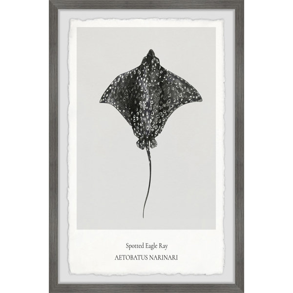 Highland Dunes Torquay Aetobatus Narinari C by Marmont Hill - Picture ...