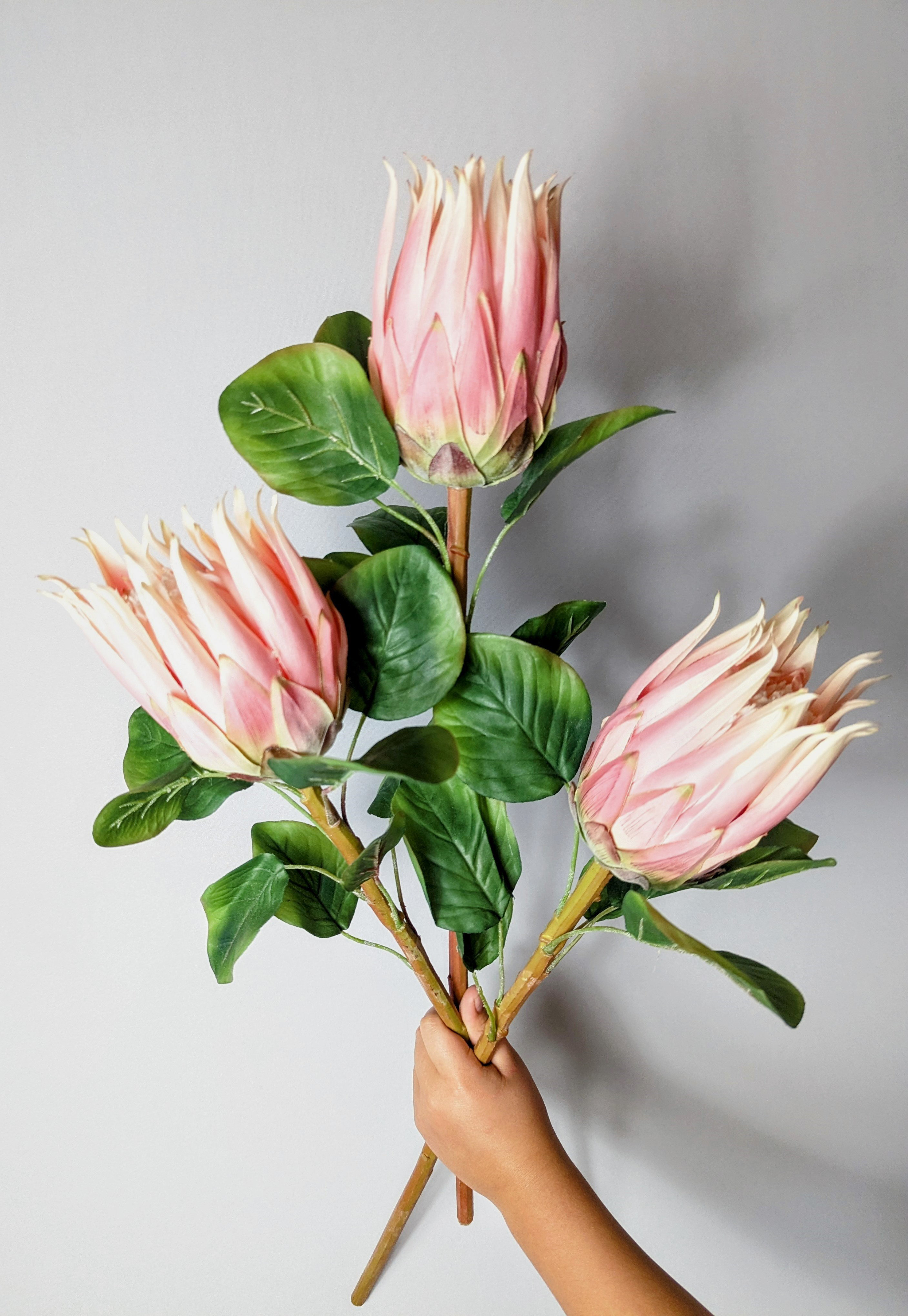 Primrue Protea Arrangement Stems (Set of 3) | Wayfair