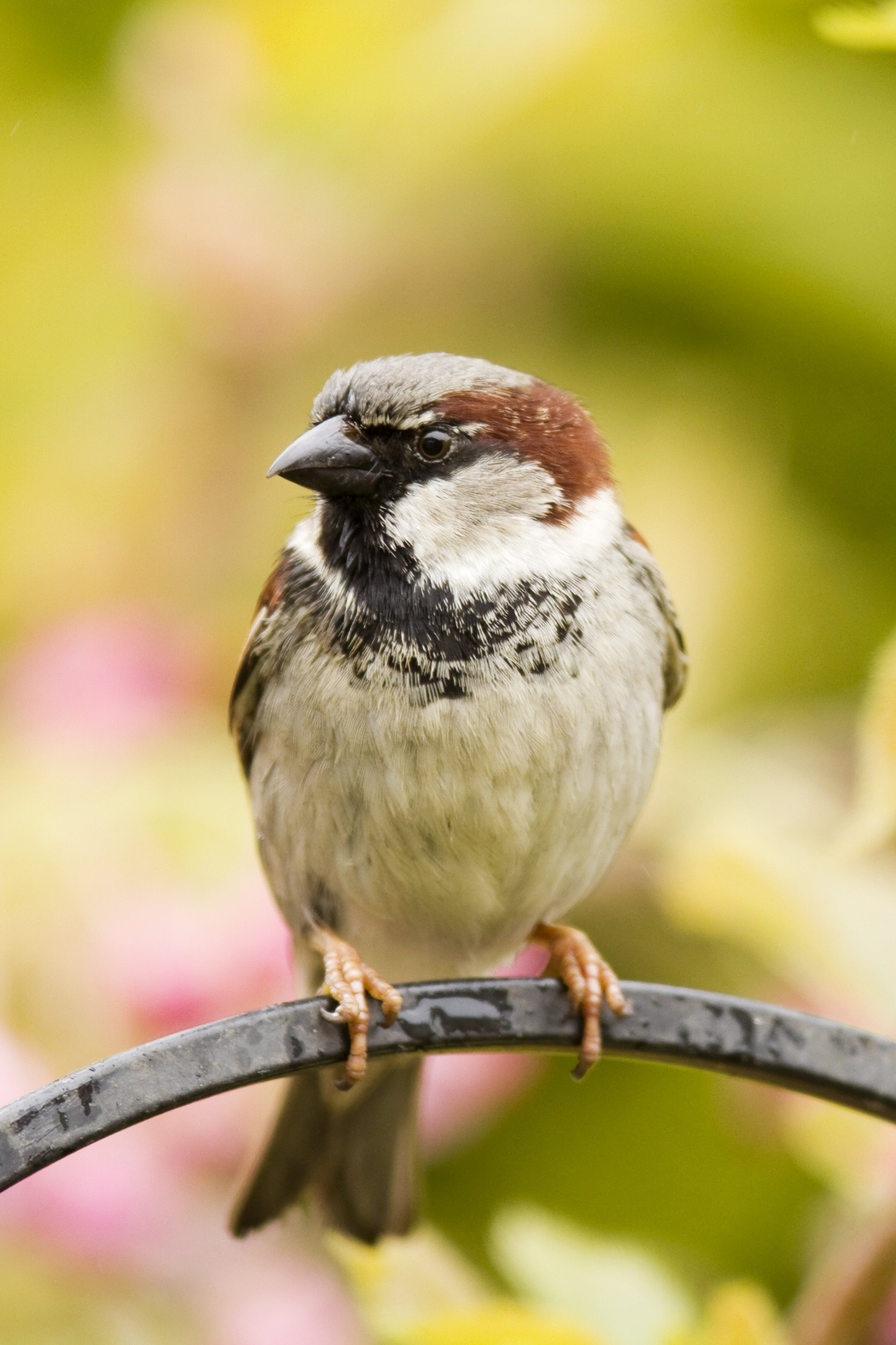 Latitude Run® House Sparrow by Andrew_Howe - Wayfair Canada