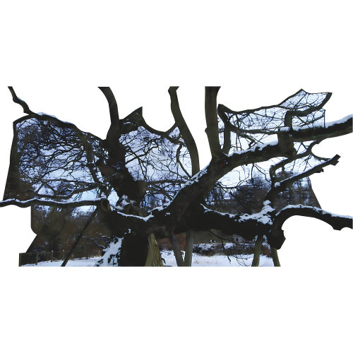 Wet Paint Printing SP13159 Capon Ancient Oak Tree Scotland Cardboard ...