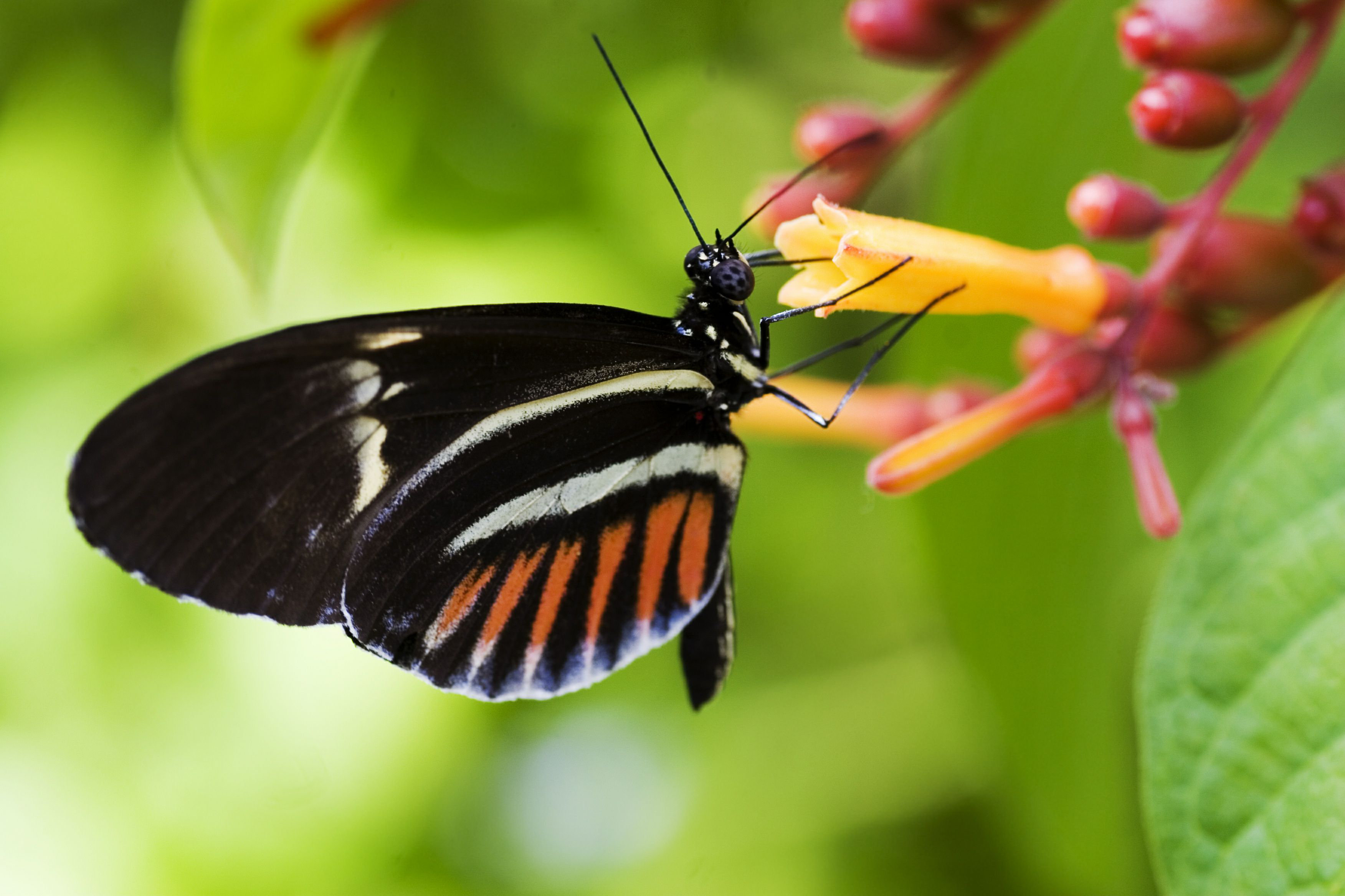 Ebern Designs Piano Key Butterfly by - Wrapped Canvas Photograph ...