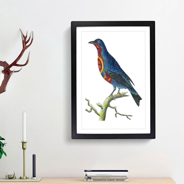 East Urban Home Superb Chatterer Bird by George Shaw - Picture Frame ...