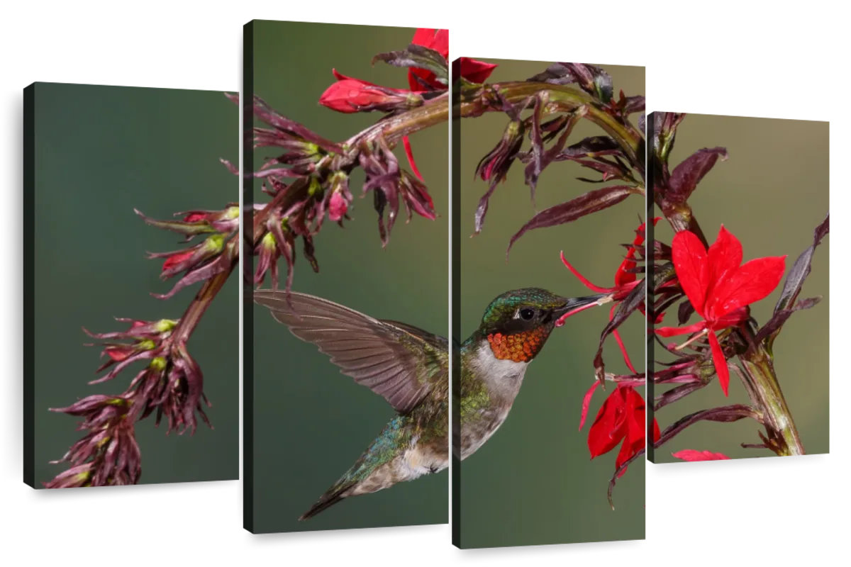 Elephant Stock Fluttering Hummingbird | Wayfair
