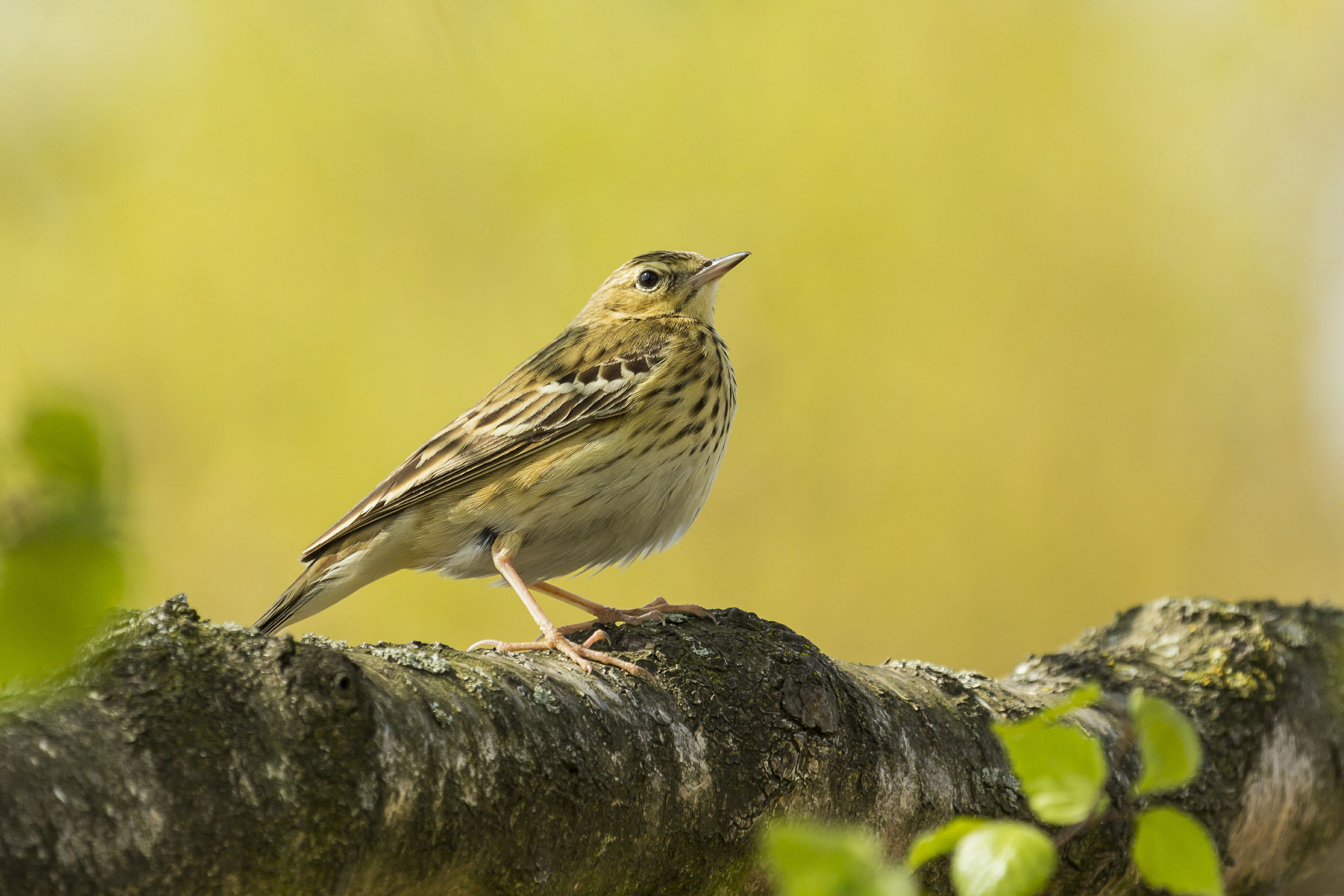Ebern Designs Tree Pipit in Yellow - Wrapped Canvas Photograph | Wayfair