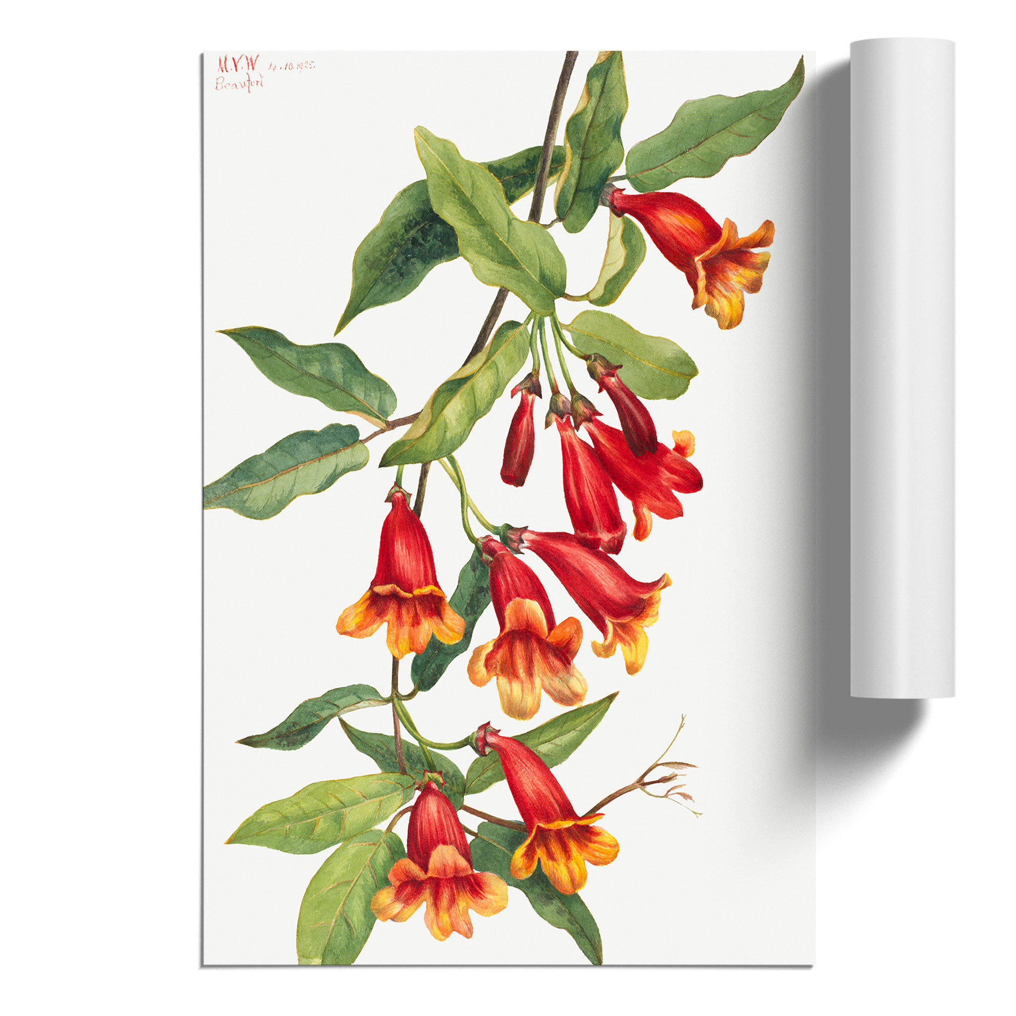 East Urban Home Crossvine by Mary Vaux Walcott - Unframed Painting ...
