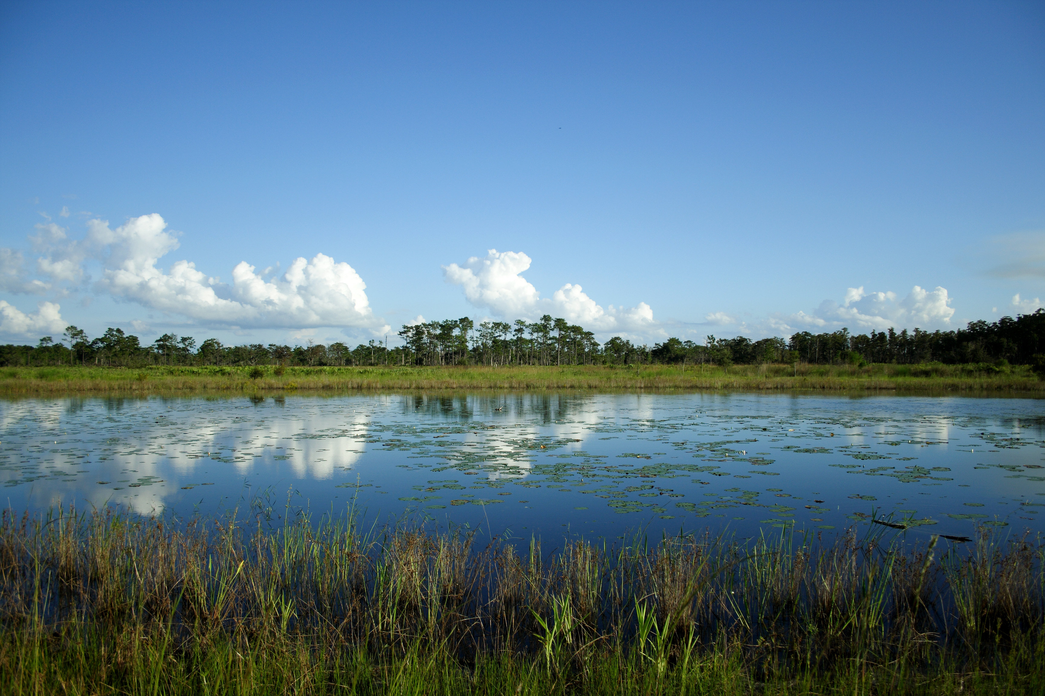 Ebern Designs Central Florida Pond | Wayfair.co.uk