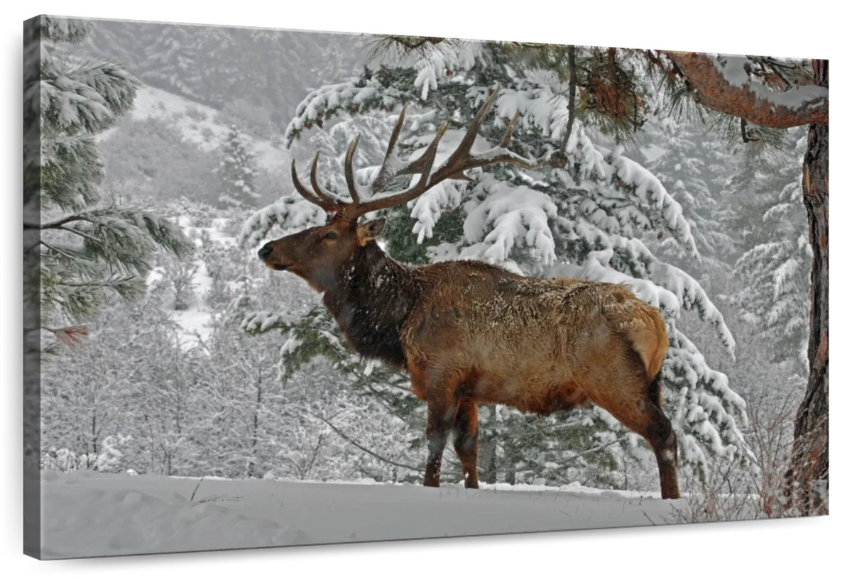 Ebern Designs Brampt Washington Winter Elk | Wayfair