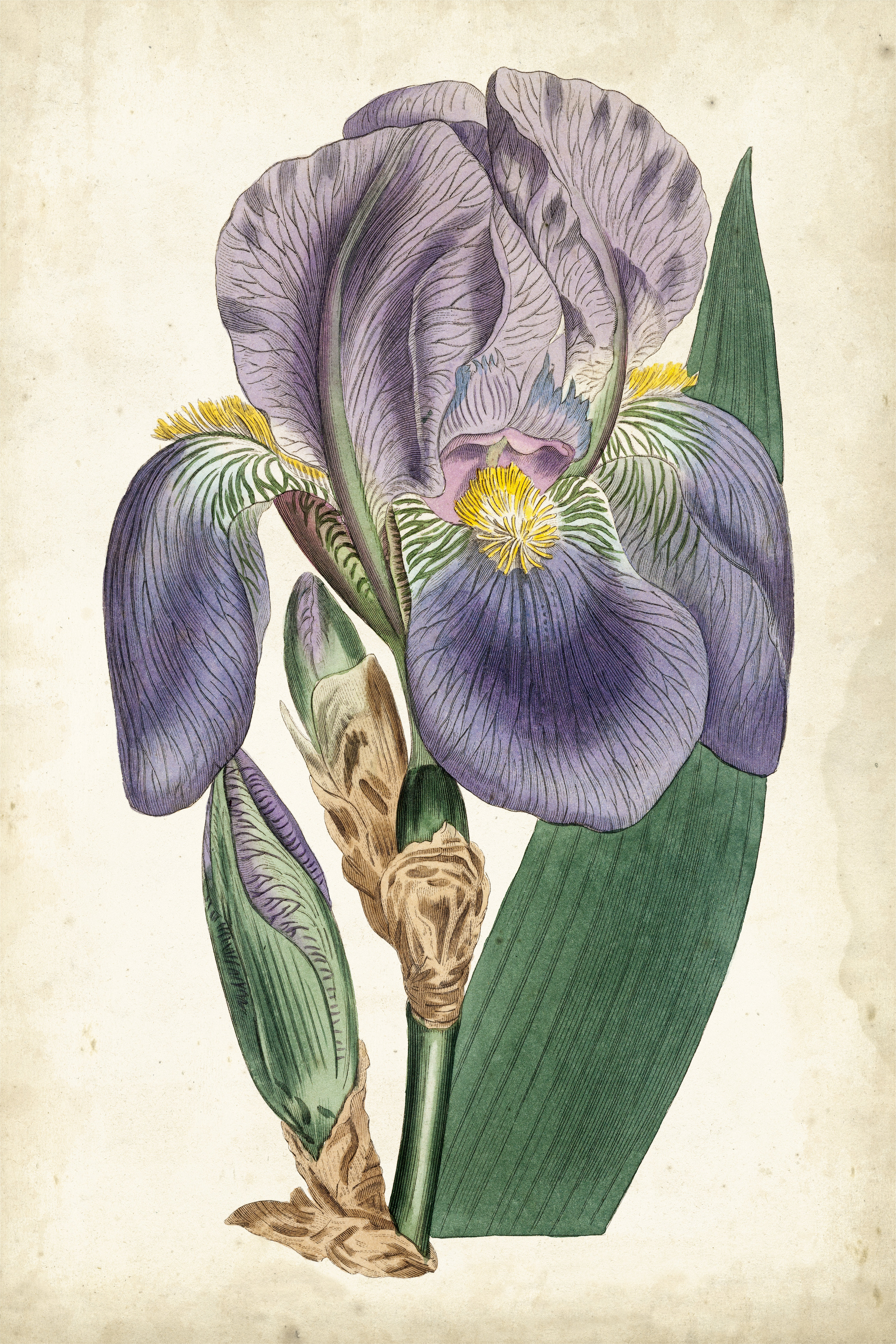 Rosalind Wheeler Curtis Iris II by Curtis - Wrapped Canvas Painting ...