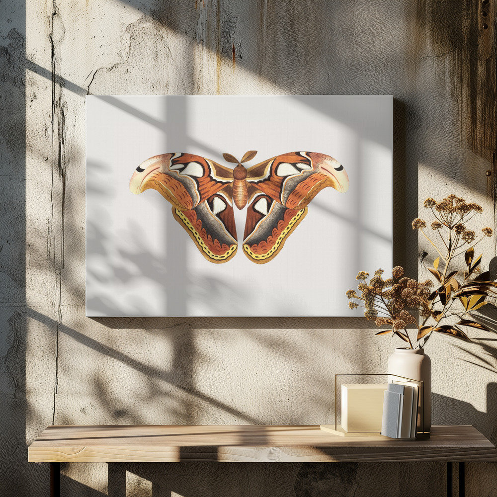 August Grove Atlas Moth | Wayfair.co.uk