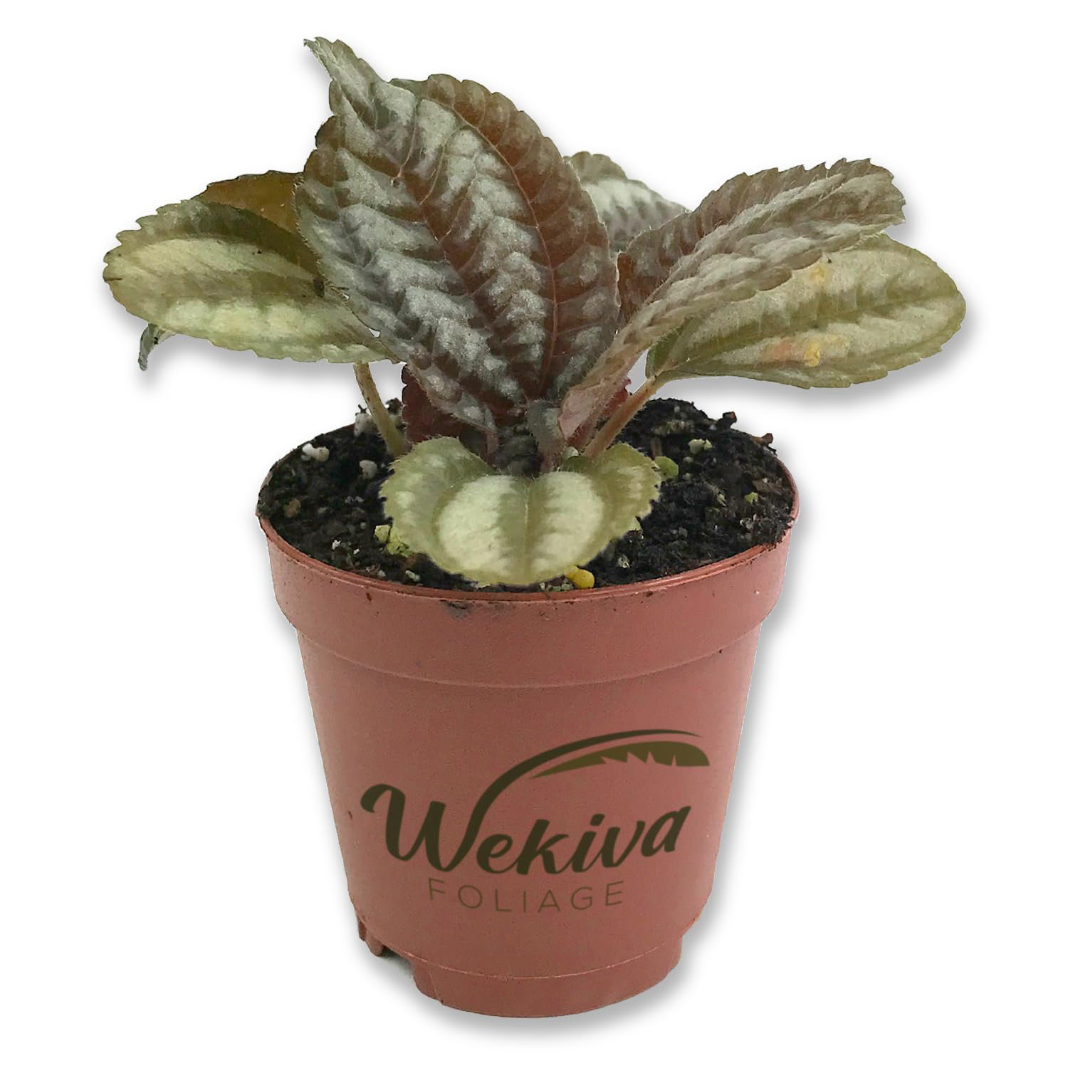 Wekiva Foliage LLC Norfolk Friendship Plant - Live Starter Plant in a 2 ...