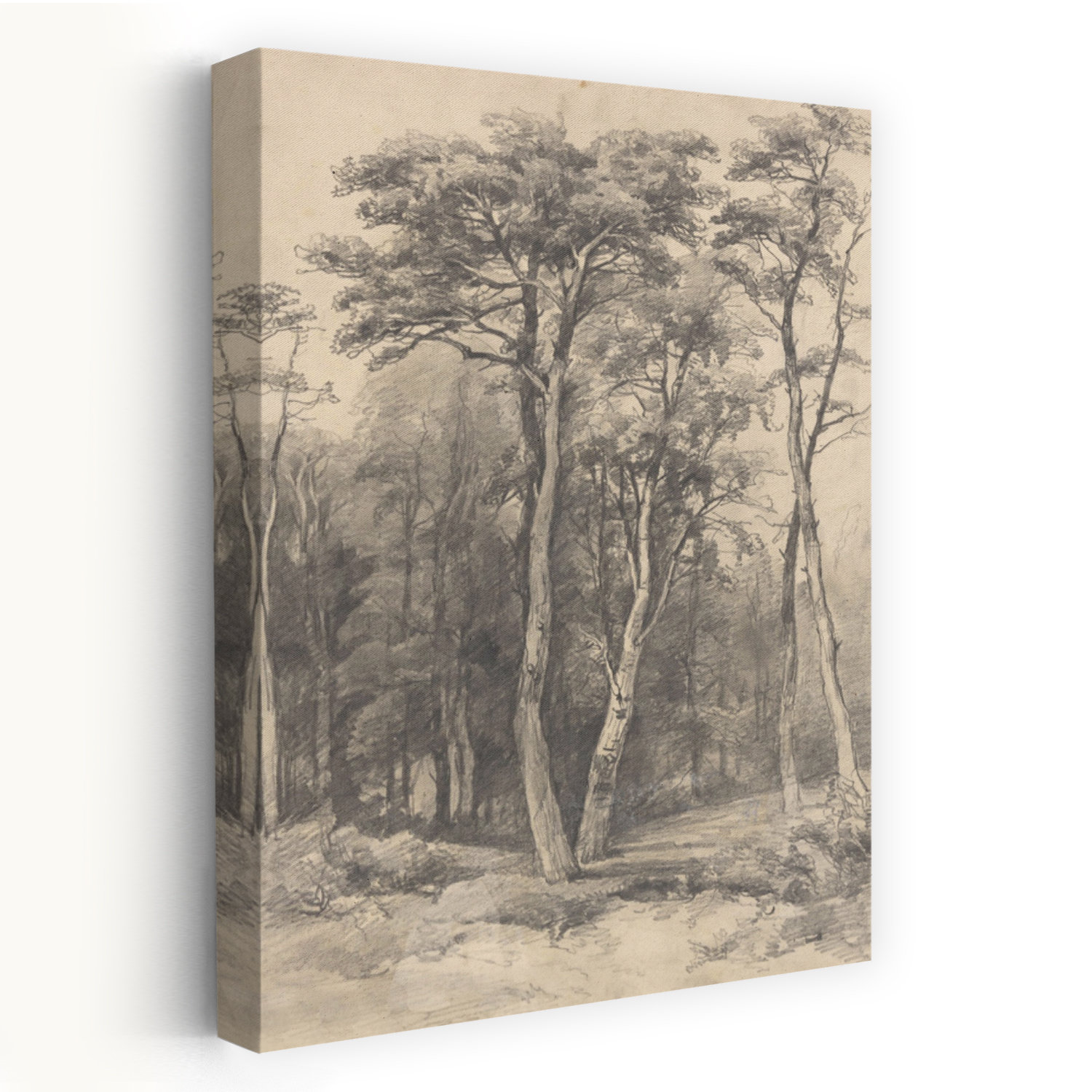 Alcott Hill Vintage Tree Sketch - Contemporary Pencil Drawing Tall ...