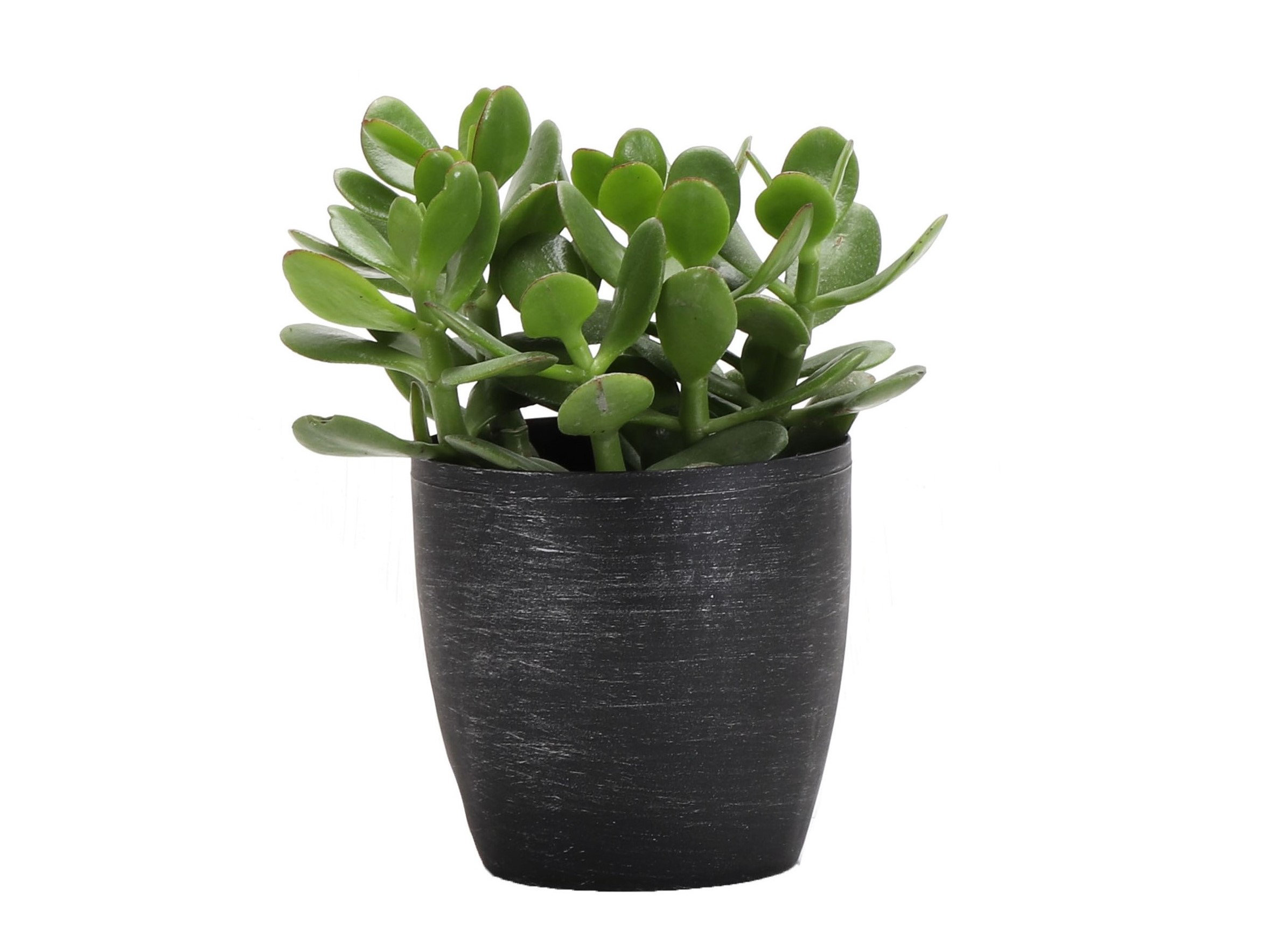 Thorsen's Greenhouse Live Jade Plant in Classic Pot & Reviews | Perigold