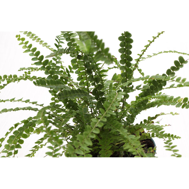 Thorsen's Greenhouse Live Lemon Button Fern Plant, 6" Diameter | Wayfair