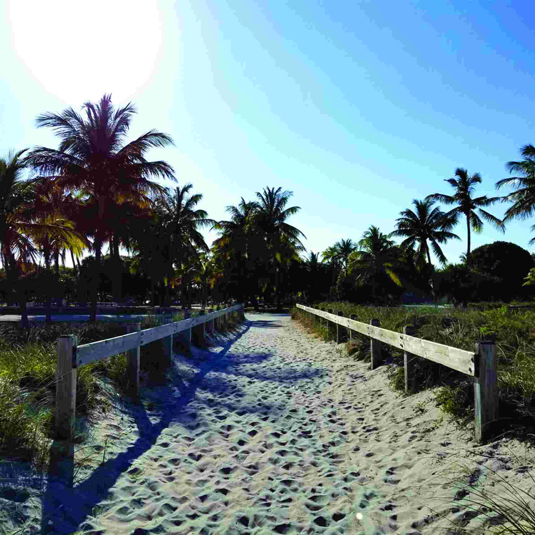 Bay Isle Home™ Sandy Beach Palm Path - Wrapped Canvas Photograph | Wayfair