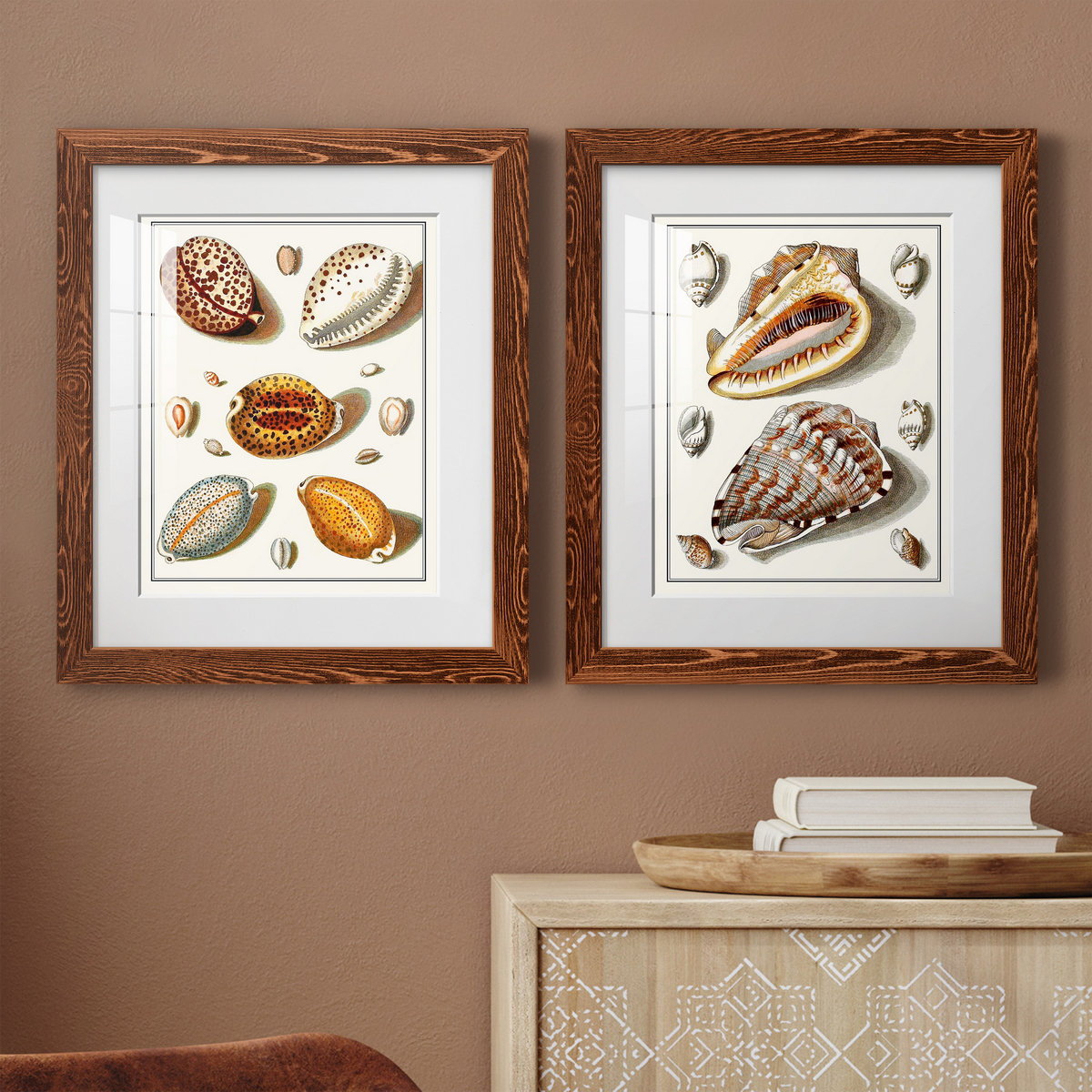 Dovecove Collected Shells III - 2 Piece Picture Frame Graphic Art Set ...