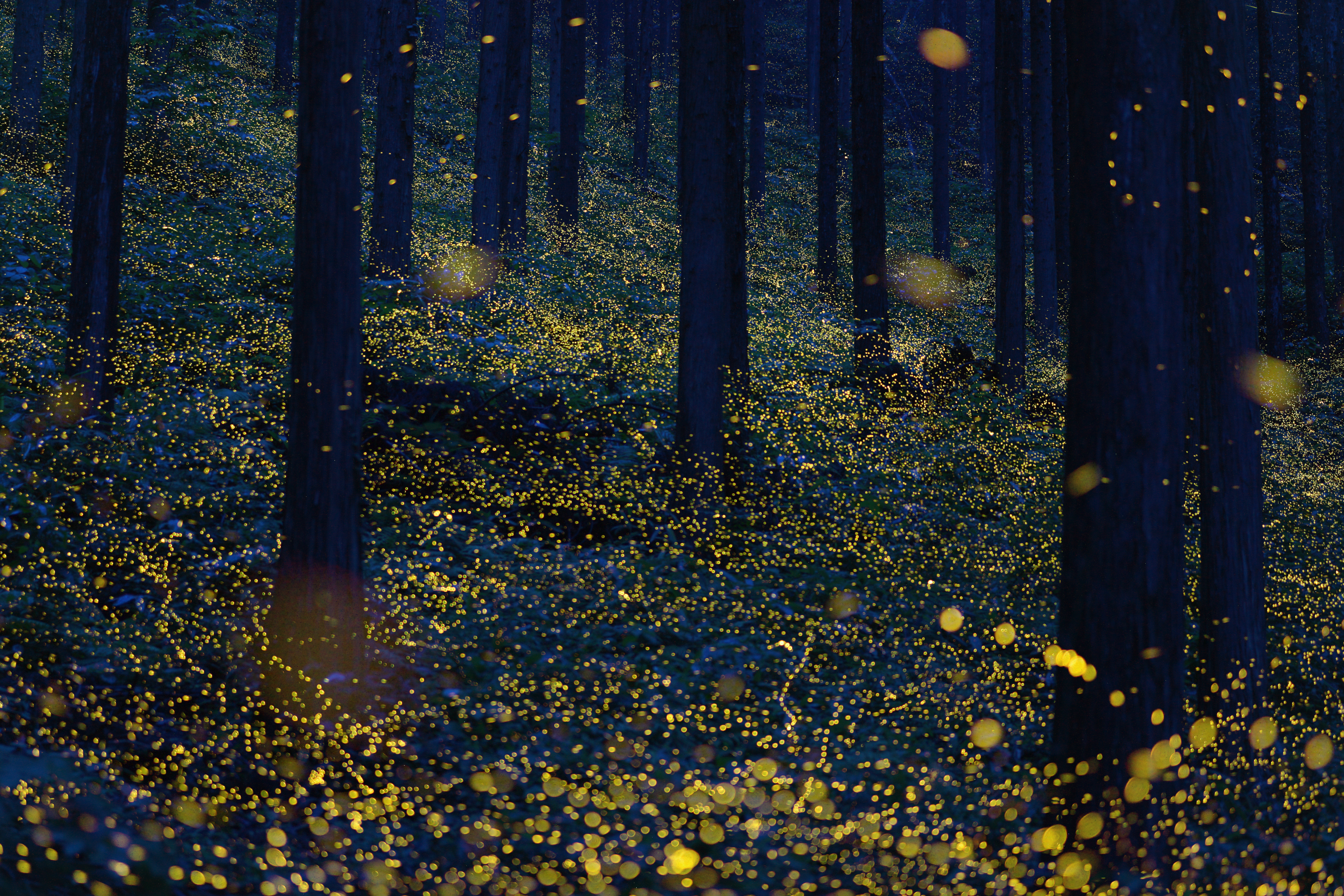 Millwood Pines Analin Japanese Fireflies (Luciola Parvula) Flying ...
