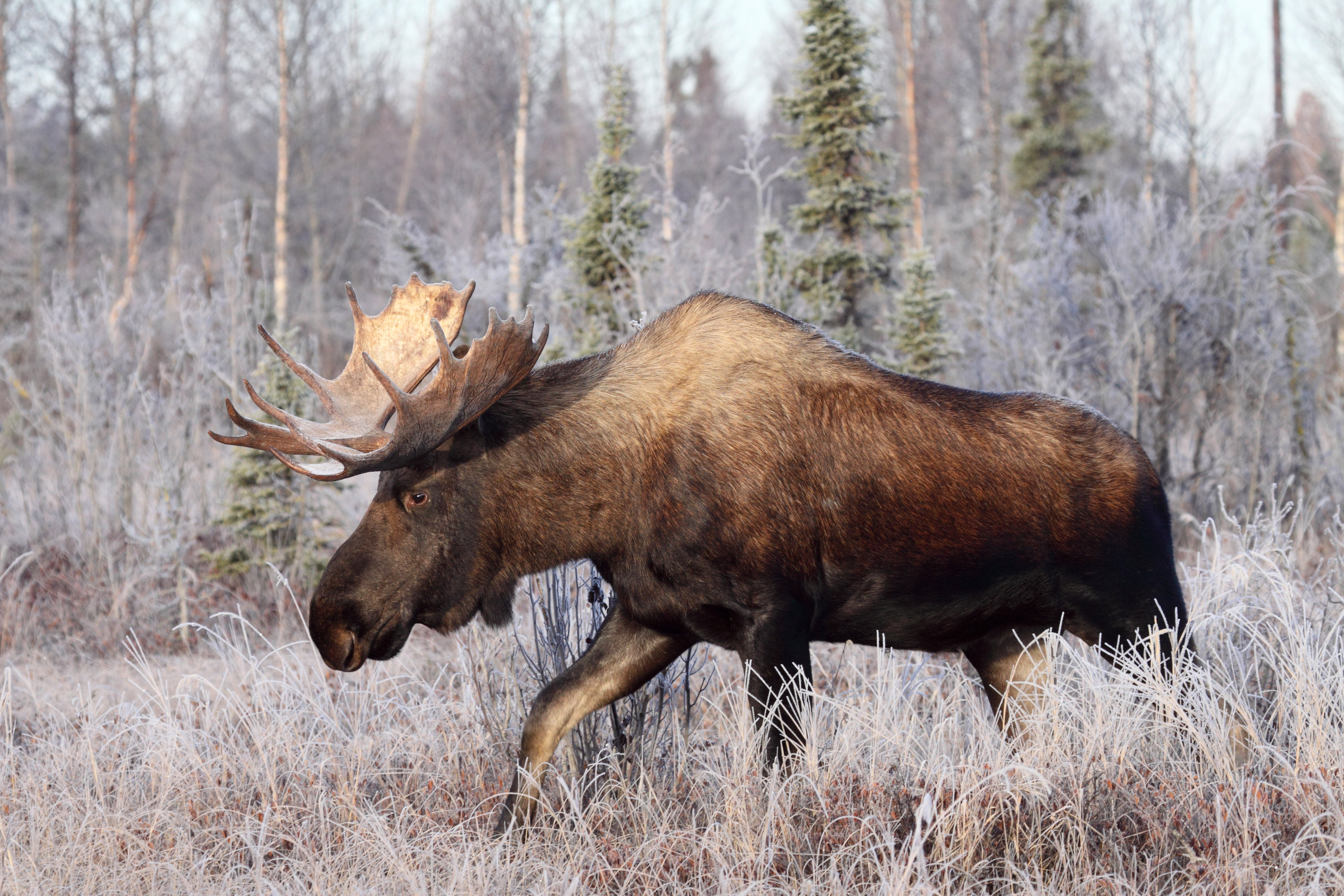 Millwood Pines Bull Moose by Douglloyd - Wrapped Canvas Photograph ...