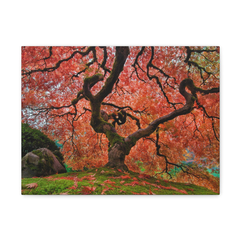 Ebern Designs Old Japanese Maple Tree In Japanese Garden Canvas Wall ...