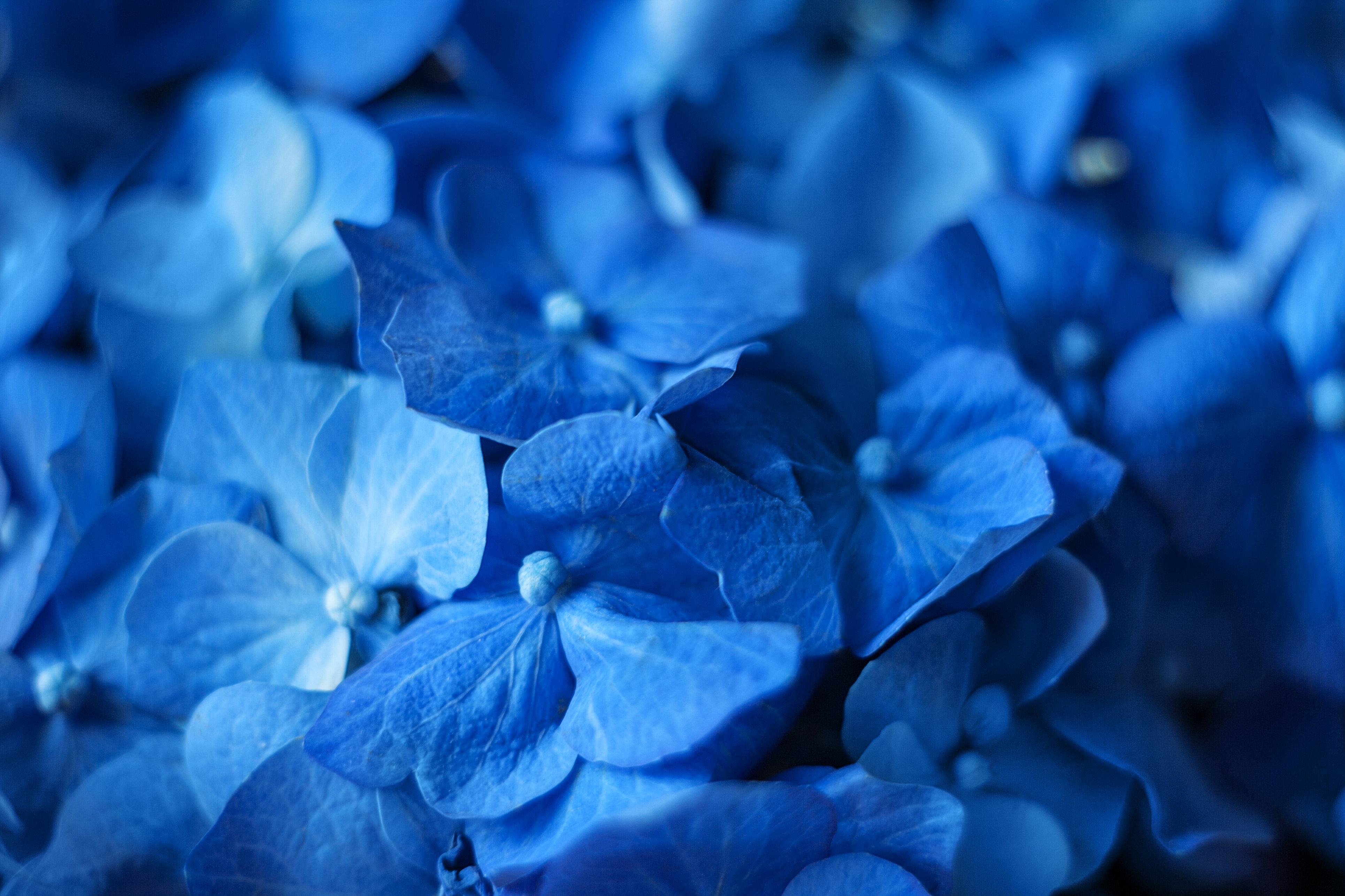 Ebern Designs Hydrangea by Anastaciia Petrova | Wayfair