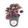 Florida House Plants Red Emerald Ripple Peperomia 4 Inch | Wayfair
