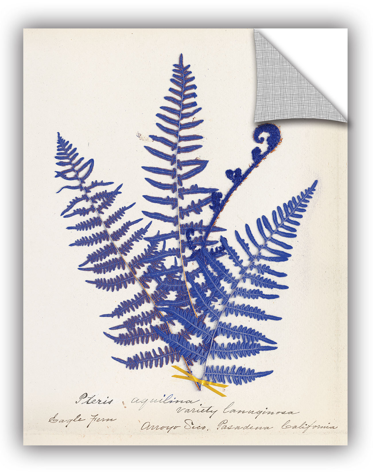 Gracie Oaks Botanical Fern IV Wall Decal - Wayfair Canada