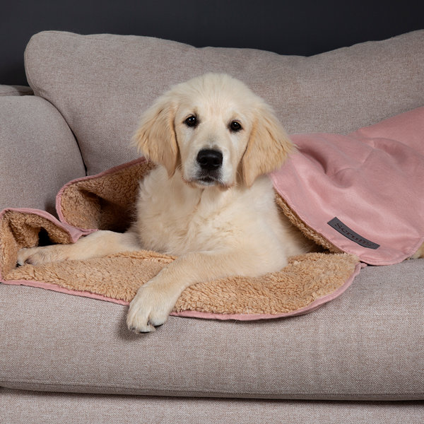 Scruffs Snuggle Blanket | Wayfair.co.uk