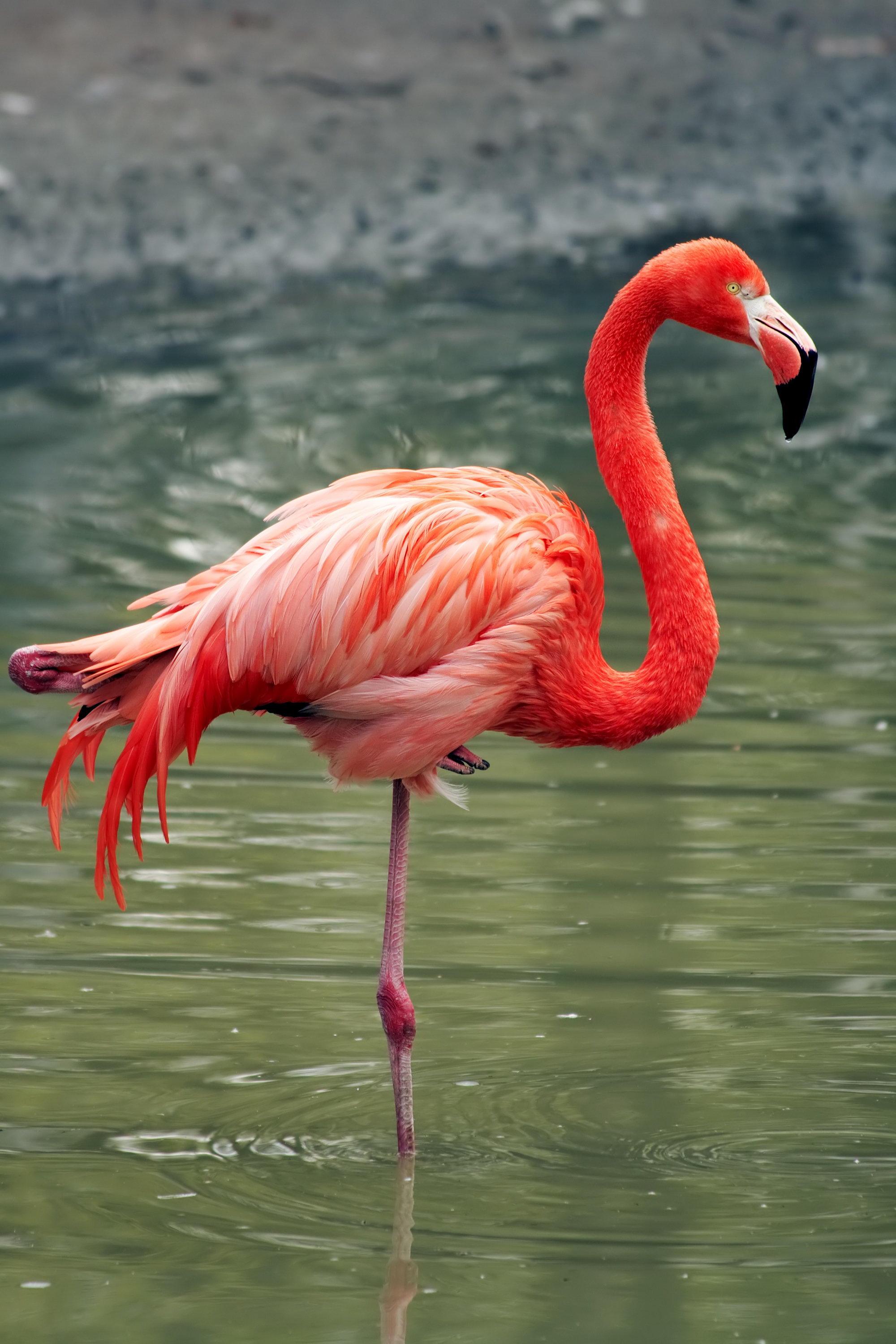 17 Stories Flamingo by Gimbat - Wrapped Canvas Photograph | Wayfair.co.uk