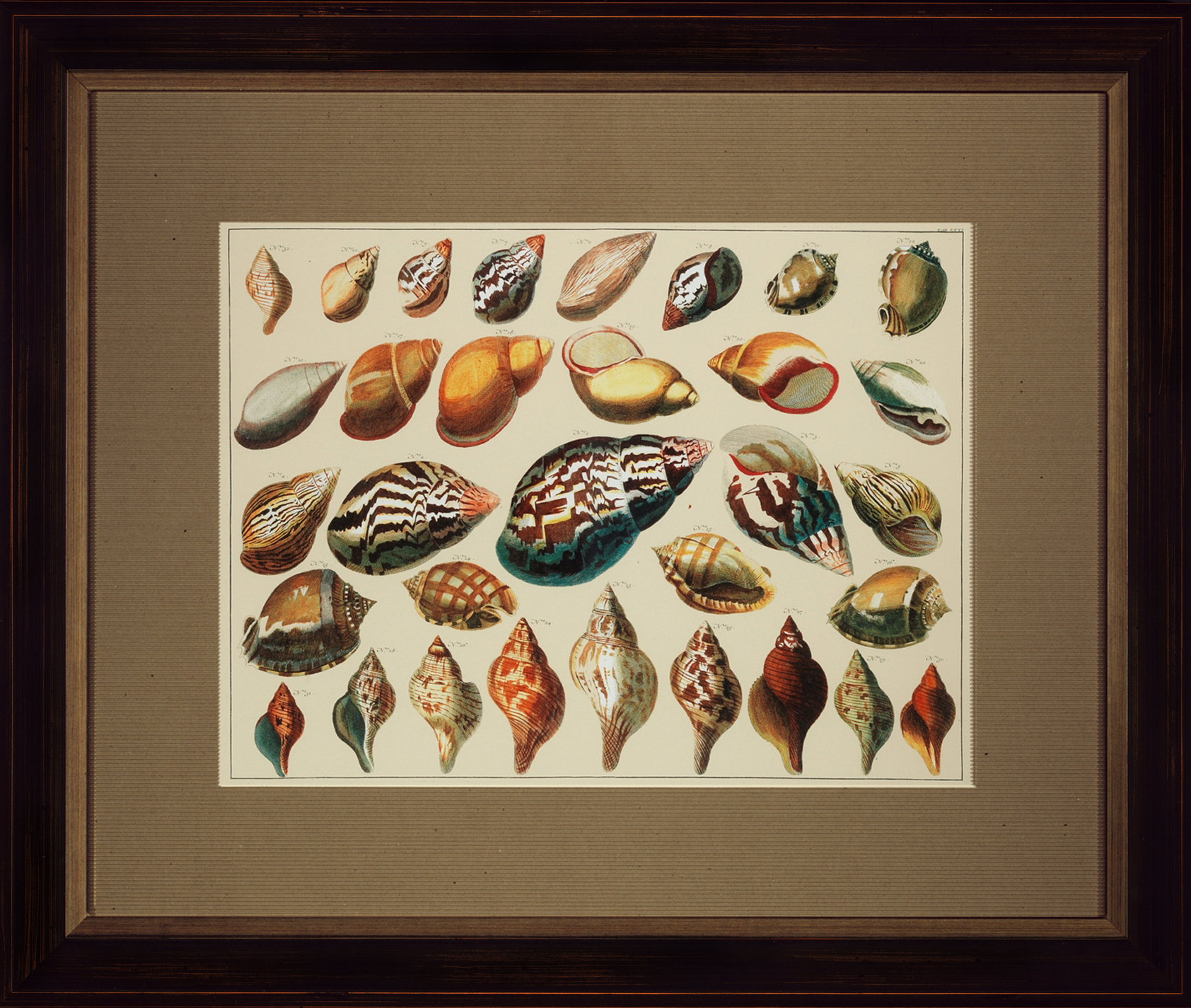 Wendover Art Group Shell Diagram II - Picture Frame Graphic Art | Wayfair