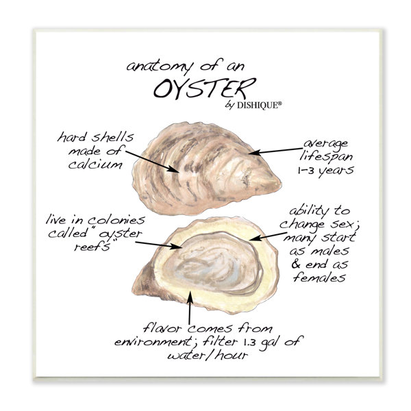Stupell Industries Oyster Marine Life Anatomy Facts Educational Diagram ...