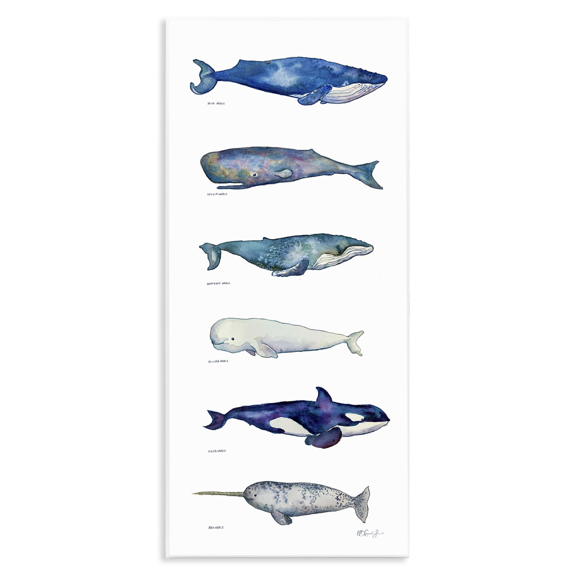 Stupell Industries Maritime Sea Life Ocean Whales Narwhal Chart Diagram ...