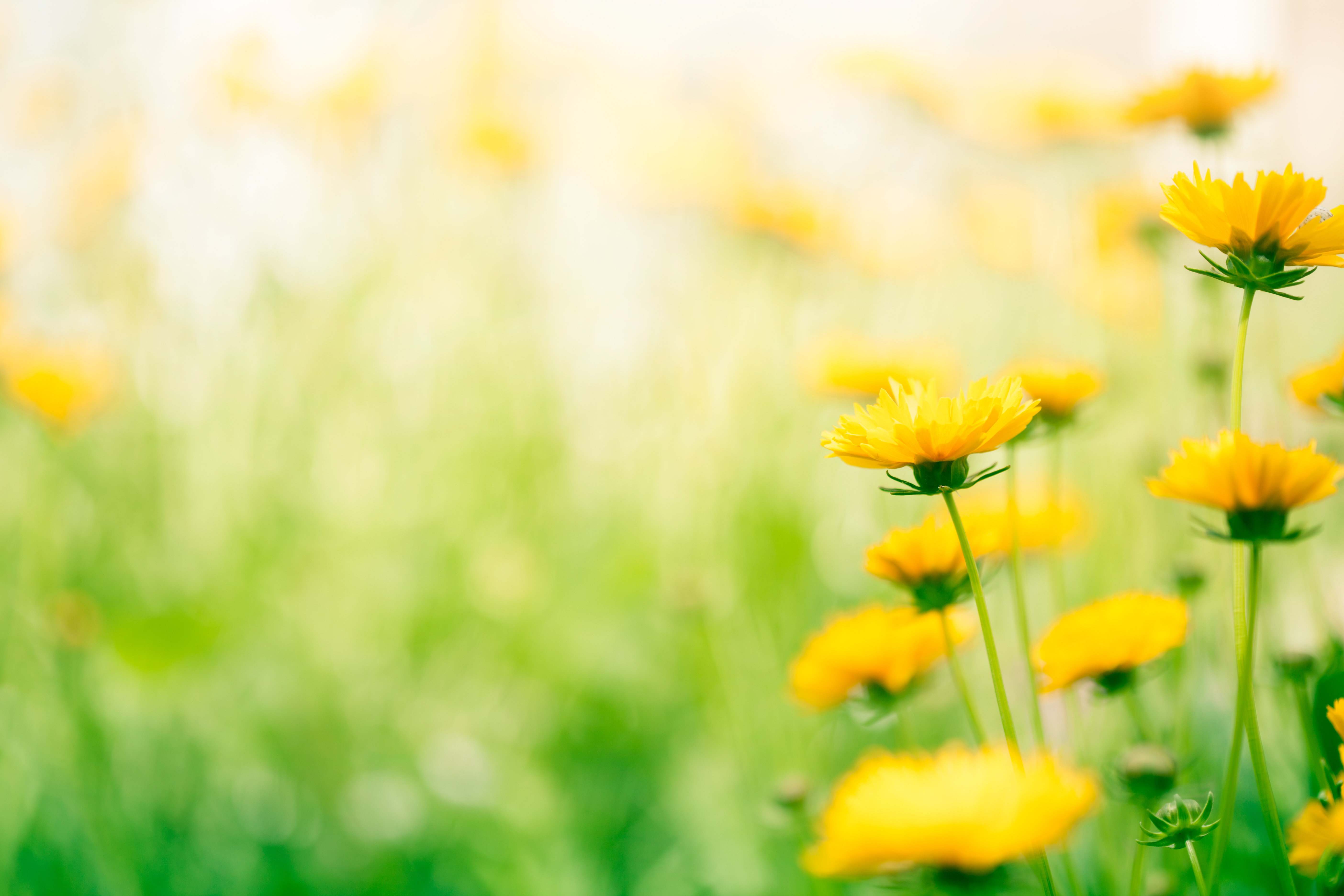 17 Stories Spring flowers in the meadow | Wayfair.co.uk