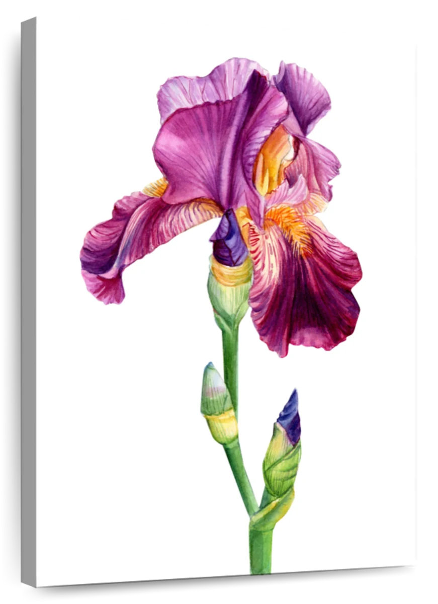 Lark Manor Harnek Lovely Iris Flower - Wayfair Canada