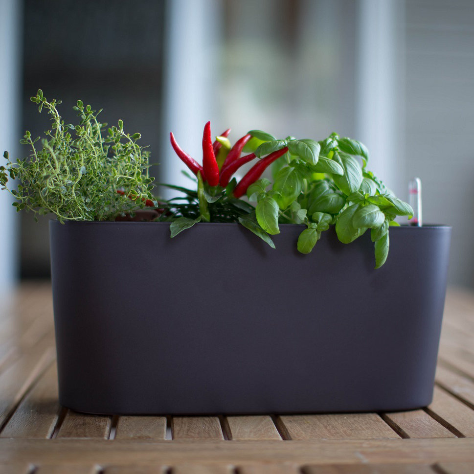 Wrought Studio™ Byrum Self-Watering Plastic Planter Box & Reviews | Wayfair
