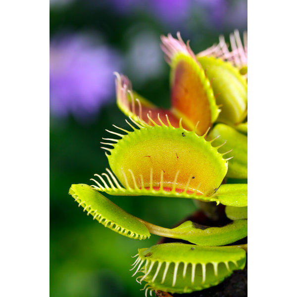 Winston Porter Dionaea Muscipula Venus Flytrap On Canvas Print | Wayfair