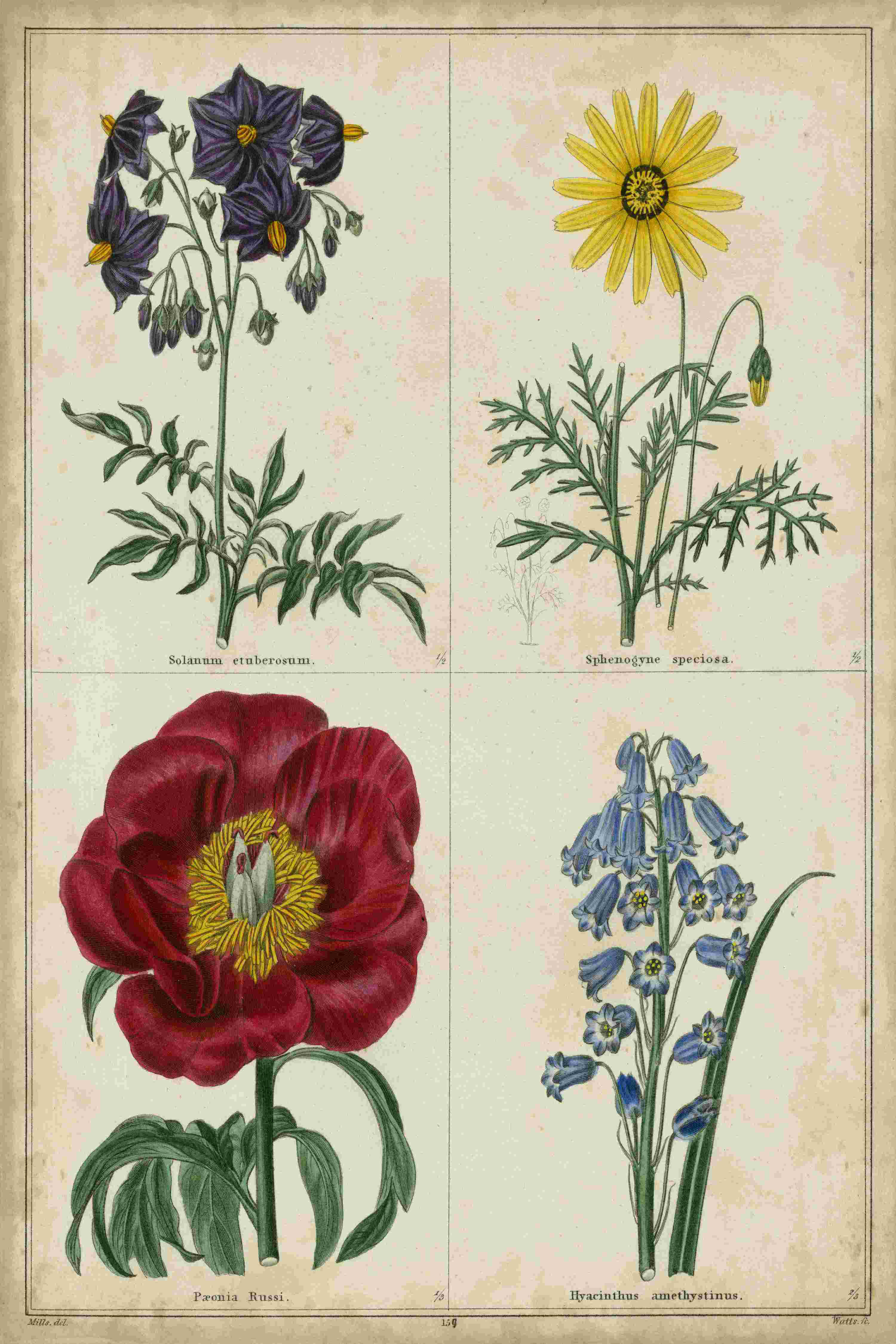 Rosalind Wheeler Botanical Grid I - Wayfair Canada