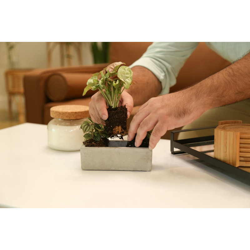 Costa Farms Indoor 6 Assorted Tiny Plants Collection House Plant in 2 ...