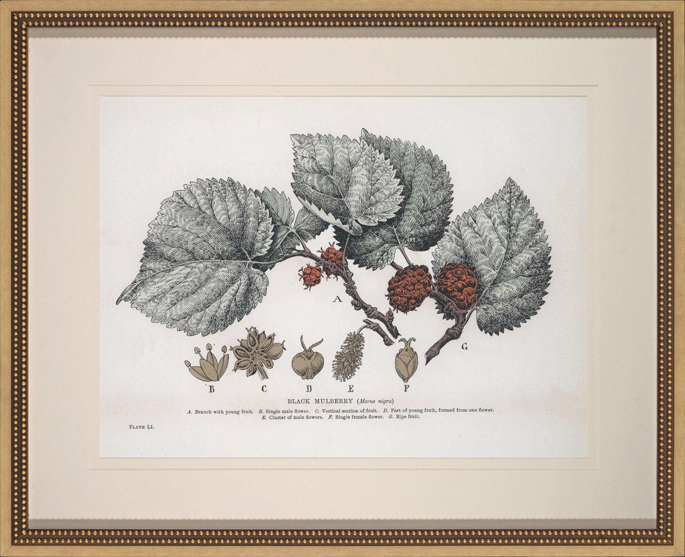 Wendover Art Group 'Black Mulberry' - Picture Frame Graphic Art on ...