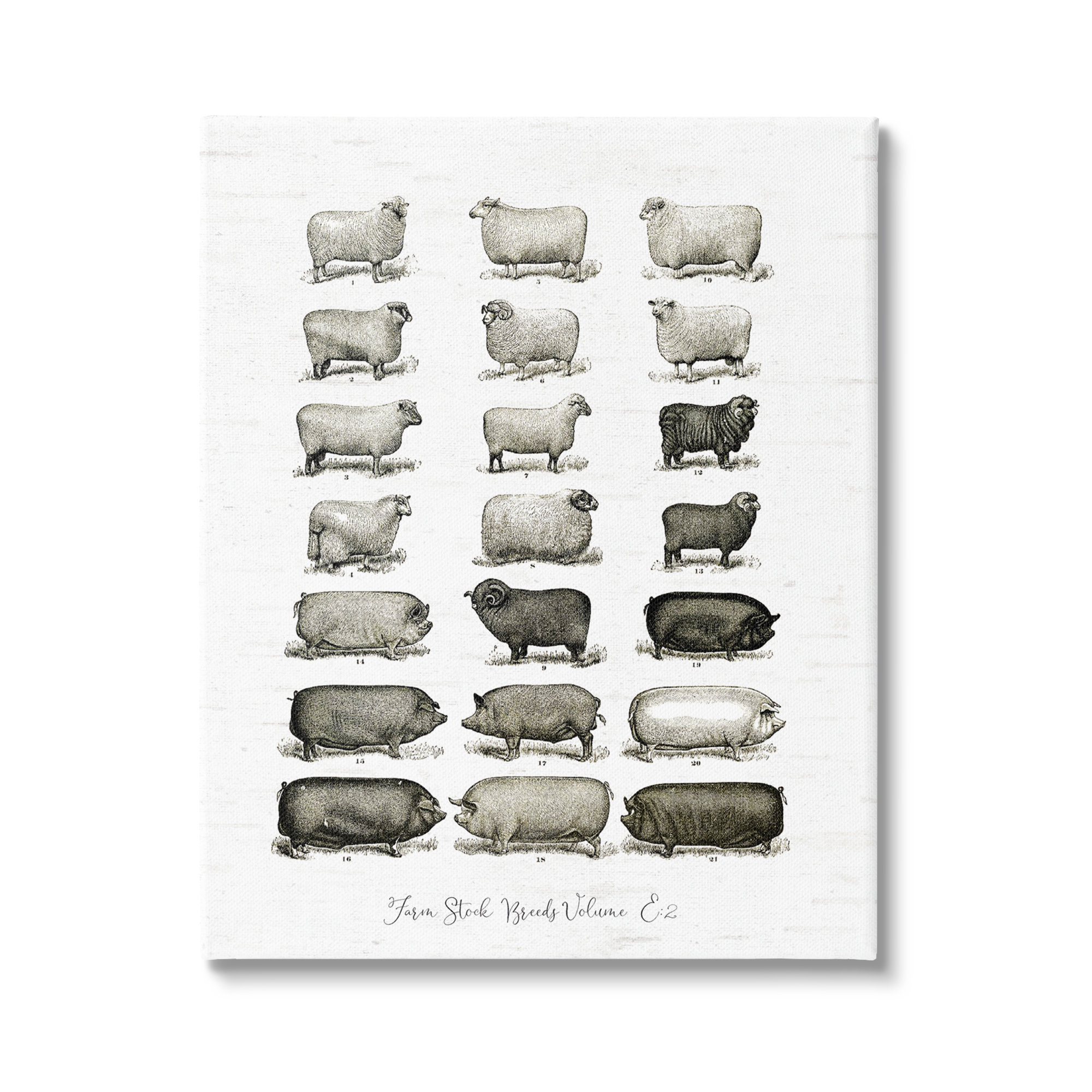 Stupell Industries Farm Animal Breeds Pigs Sheep Diagram Chart Canvas ...