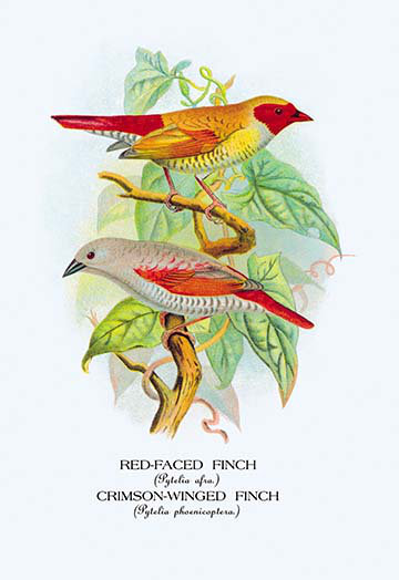 Buyenlarge Faced Finch; Crimson Winged Finch by Arthur G. Butler ...