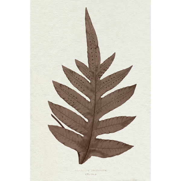 Bay Isle Home Marinella " Lowe Sepia Fern IV " by E. J. Lowe - Wayfair ...