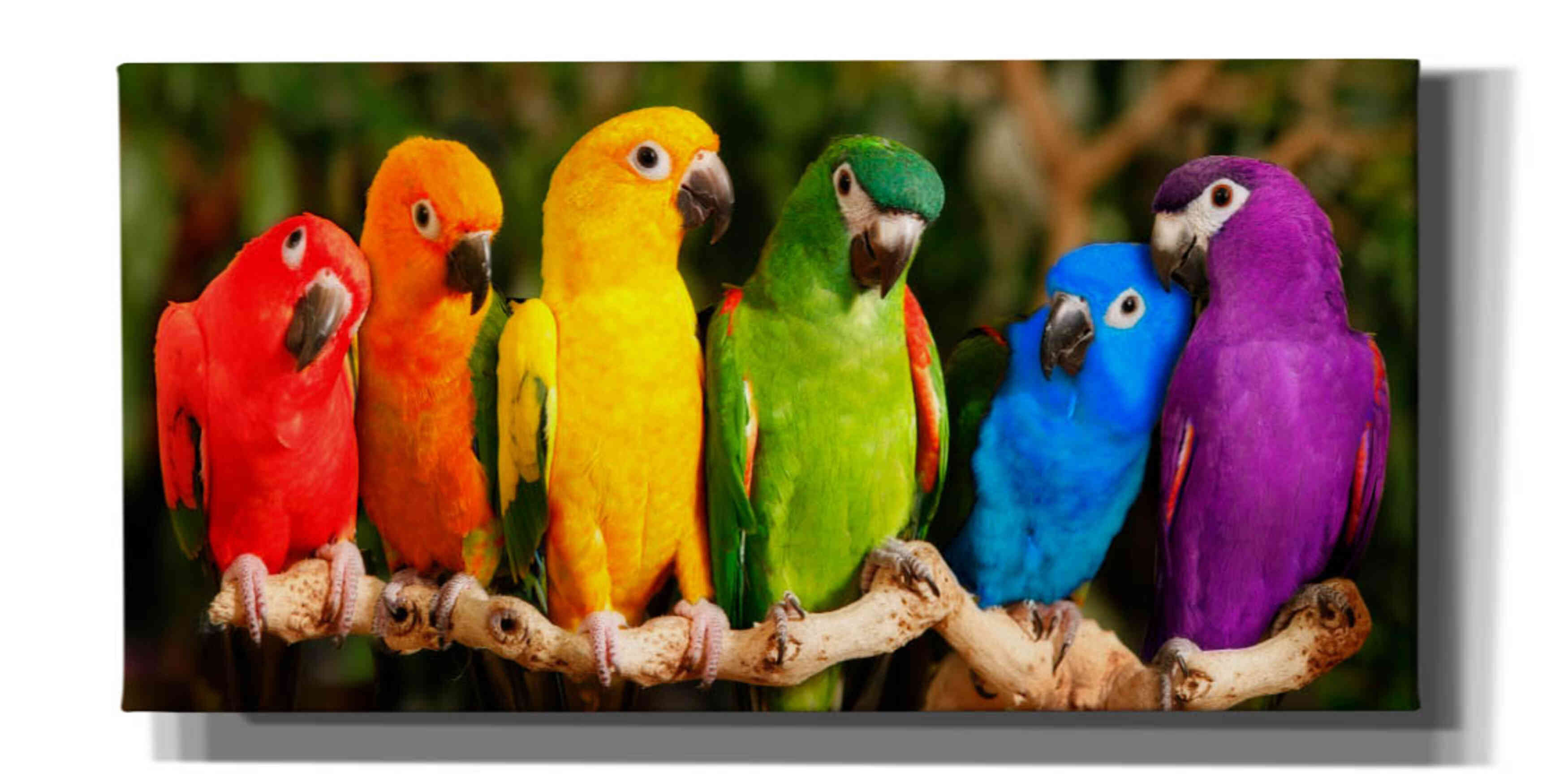 Bay Isle Home™ Rainbow Parrots - Wrapped Canvas Photograph | Wayfair